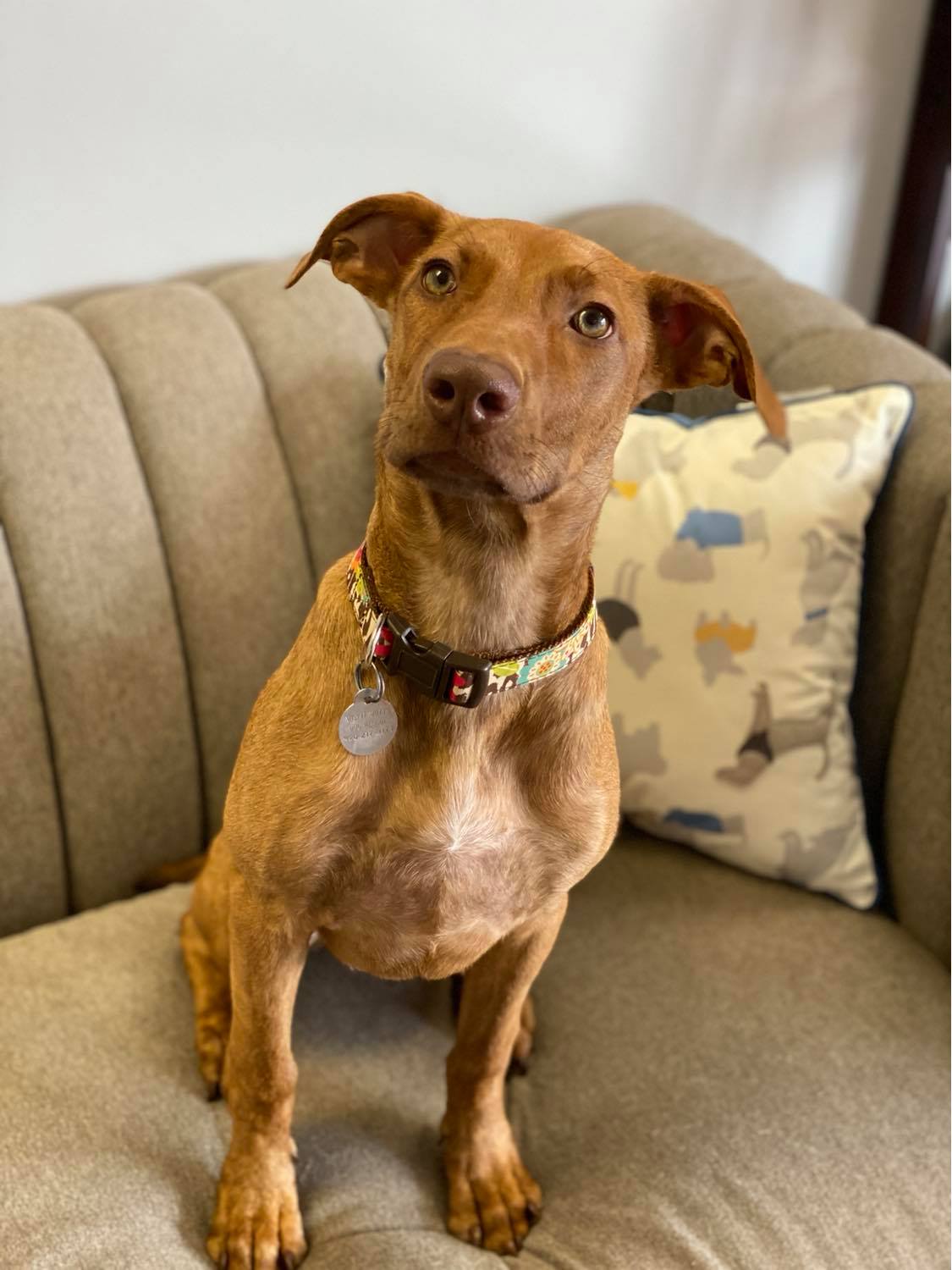 Adoptable Dogs | Misfit Mutts Dog Rescue