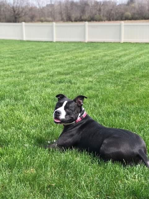 Adoptable Dogs | Misfit Mutts Dog Rescue