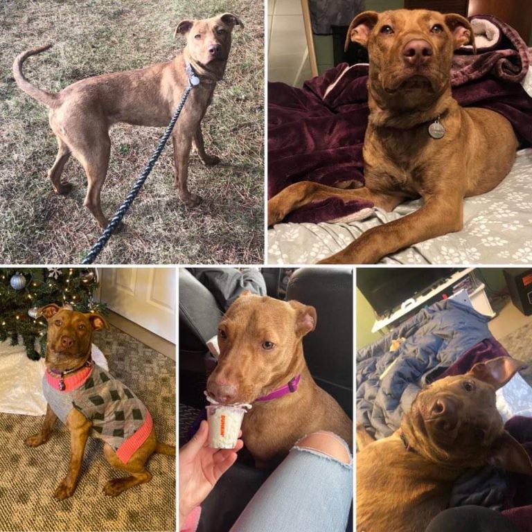 Adoptable Dogs | Misfit Mutts Dog Rescue