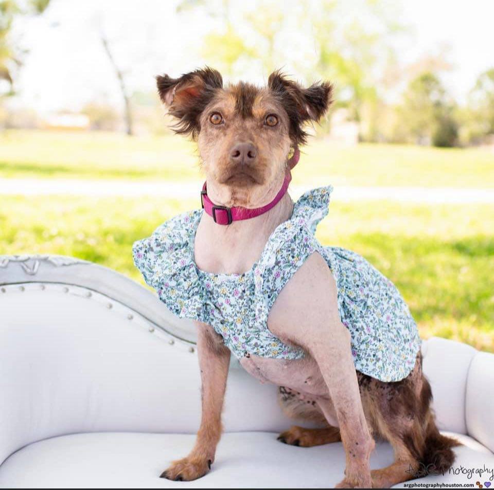 Adoptable Dogs | Misfit Mutts Dog Rescue