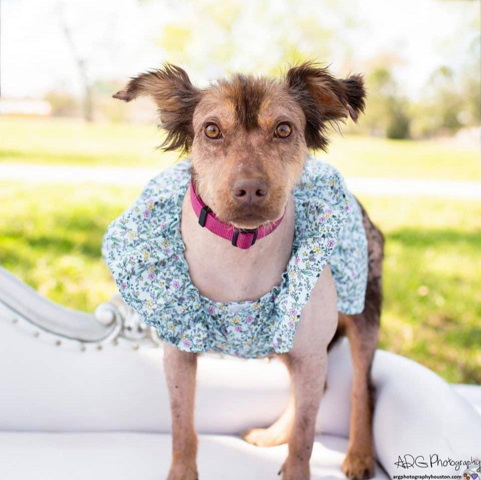 Adoptable Dogs | Misfit Mutts Dog Rescue