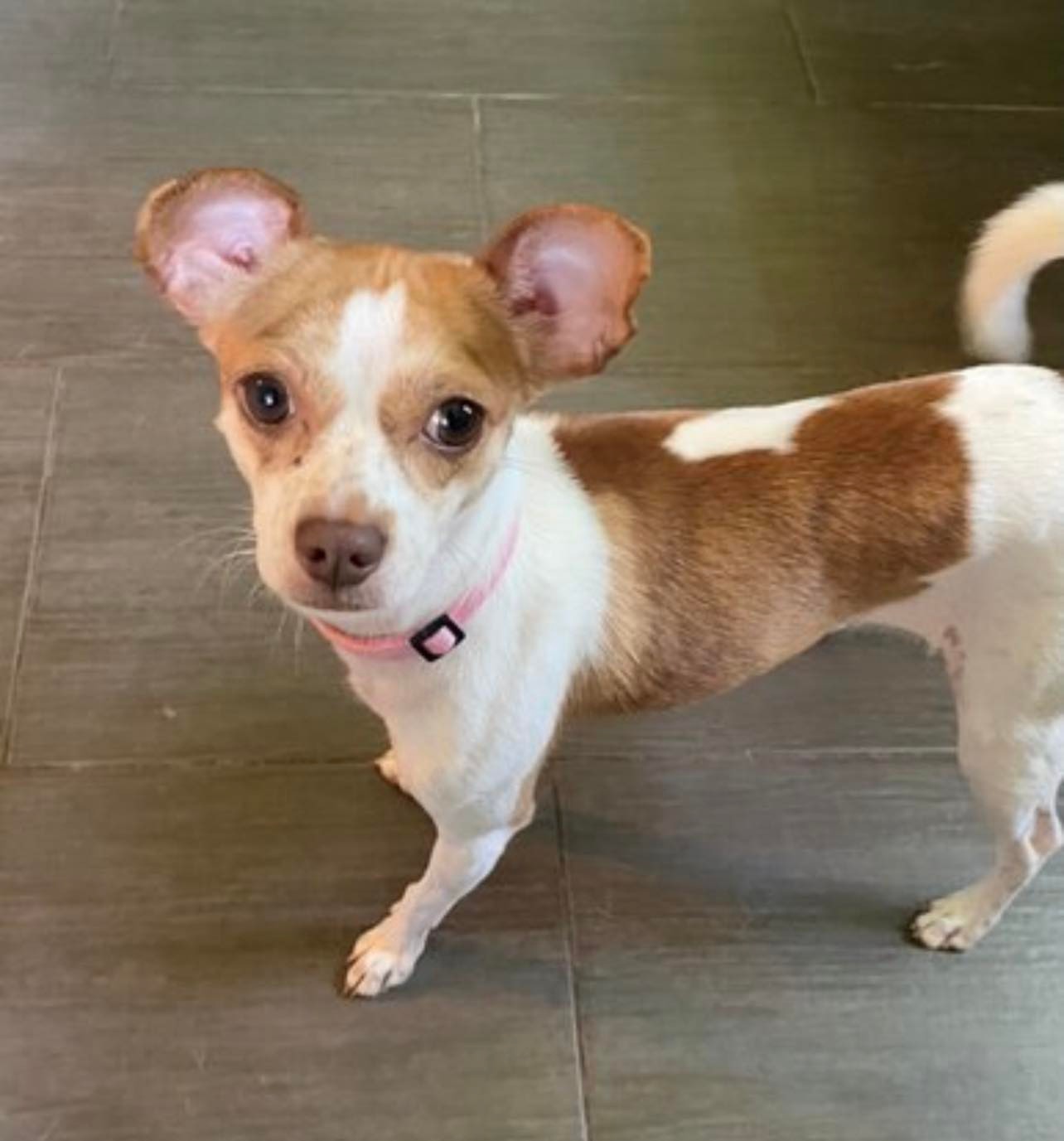 Adoptable Dogs | Misfit Mutts Dog Rescue