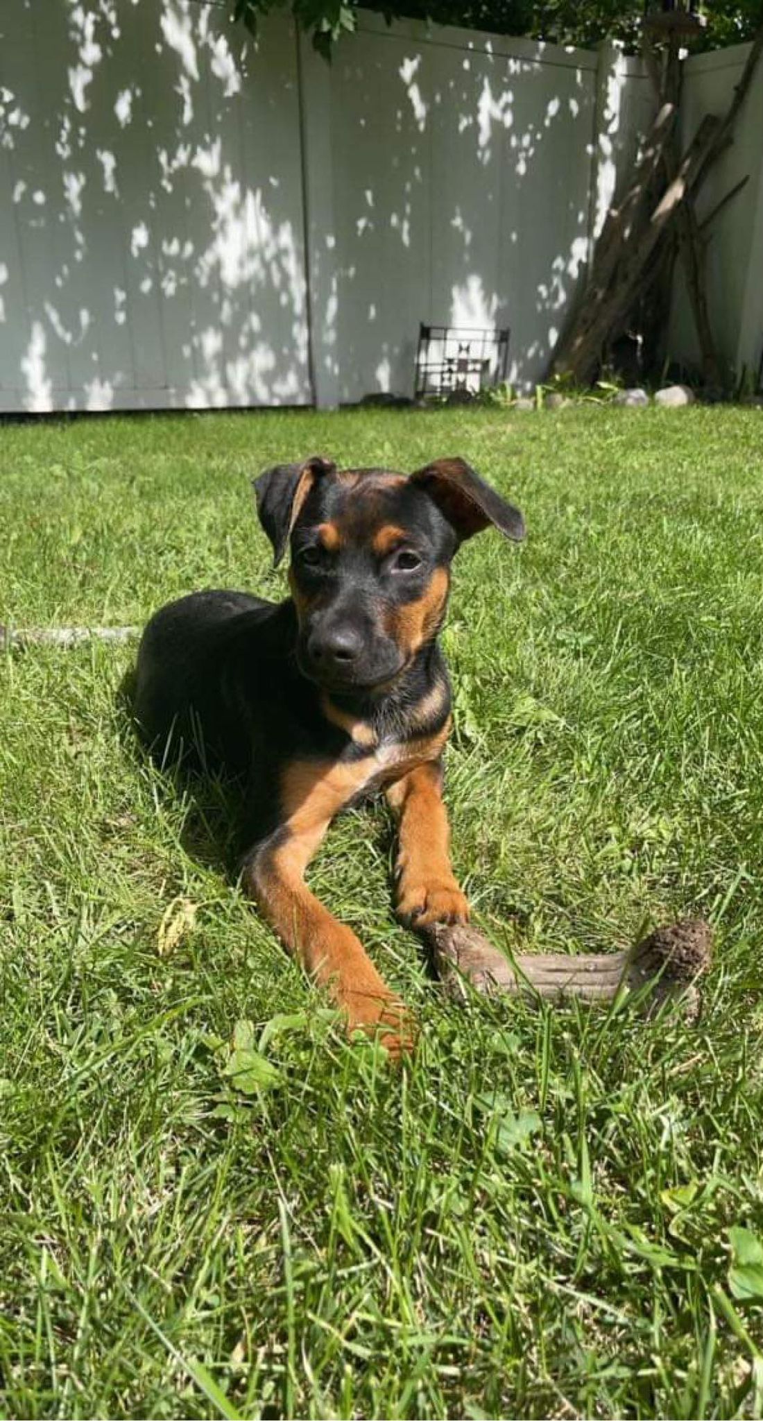 Adoptable Dogs | Misfit Mutts Dog Rescue