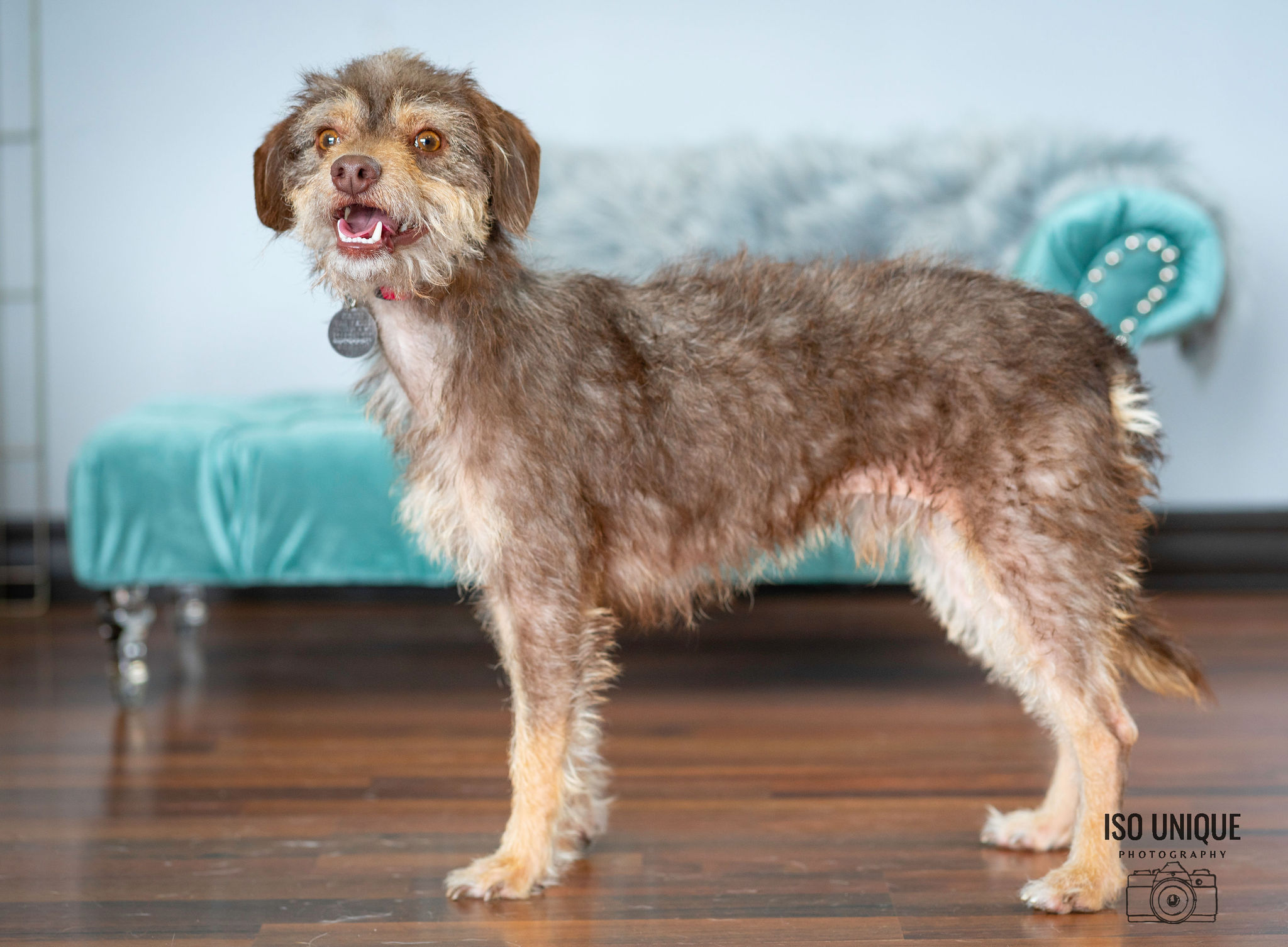 Adoptable Dogs | Misfit Mutts Dog Rescue