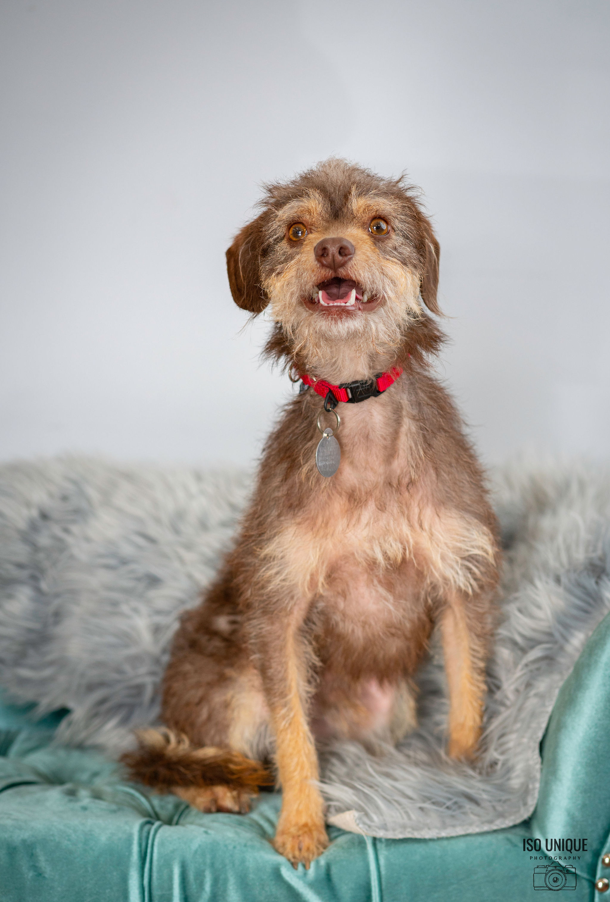 Adoptable Dogs | Misfit Mutts Dog Rescue