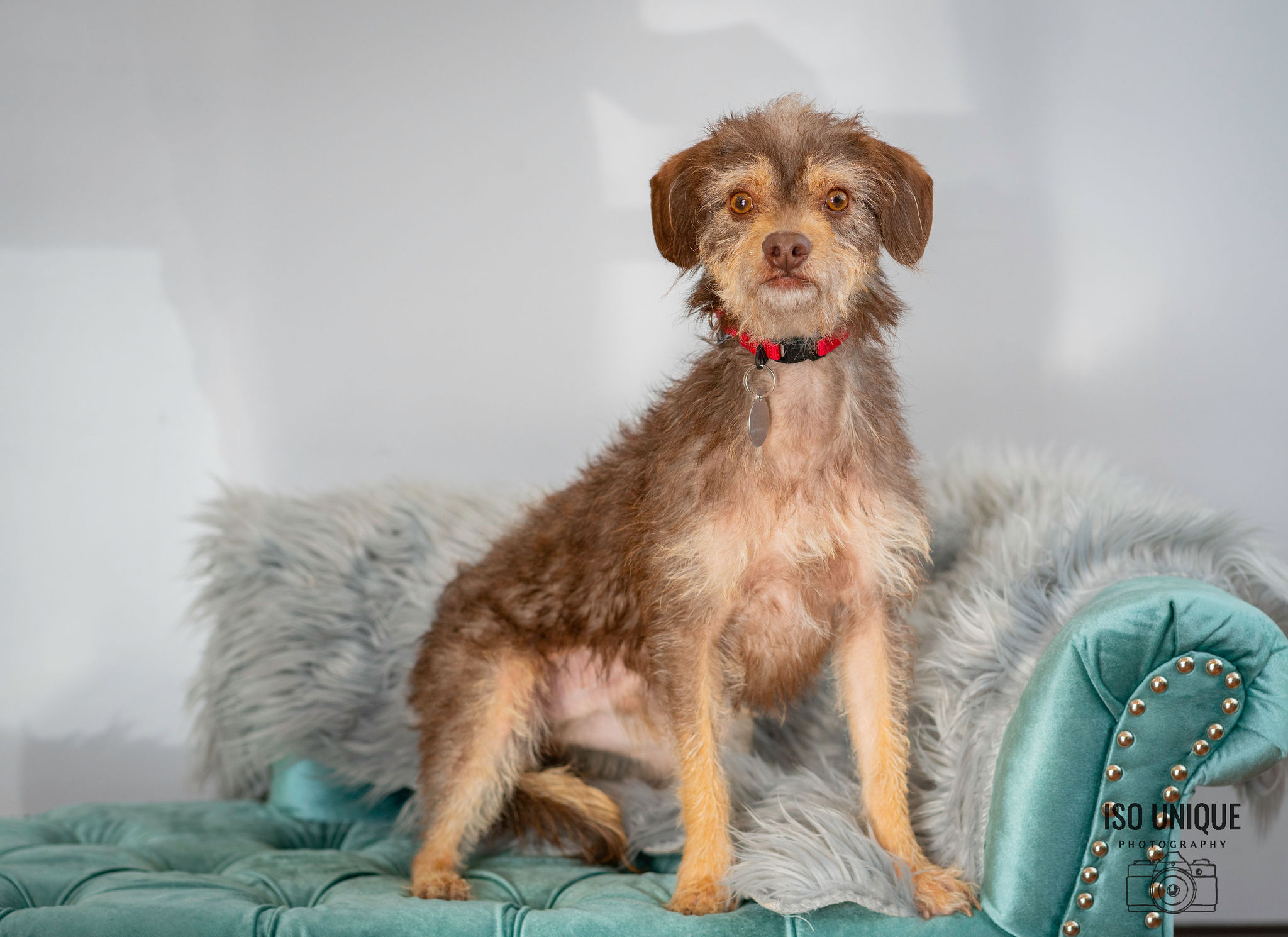 Adoptable Dogs | Misfit Mutts Dog Rescue