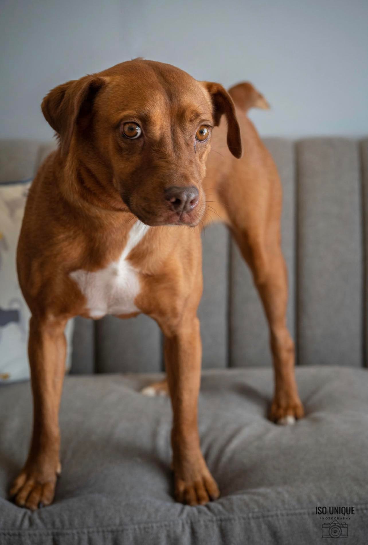 Adoptable Dogs | Misfit Mutts Dog Rescue