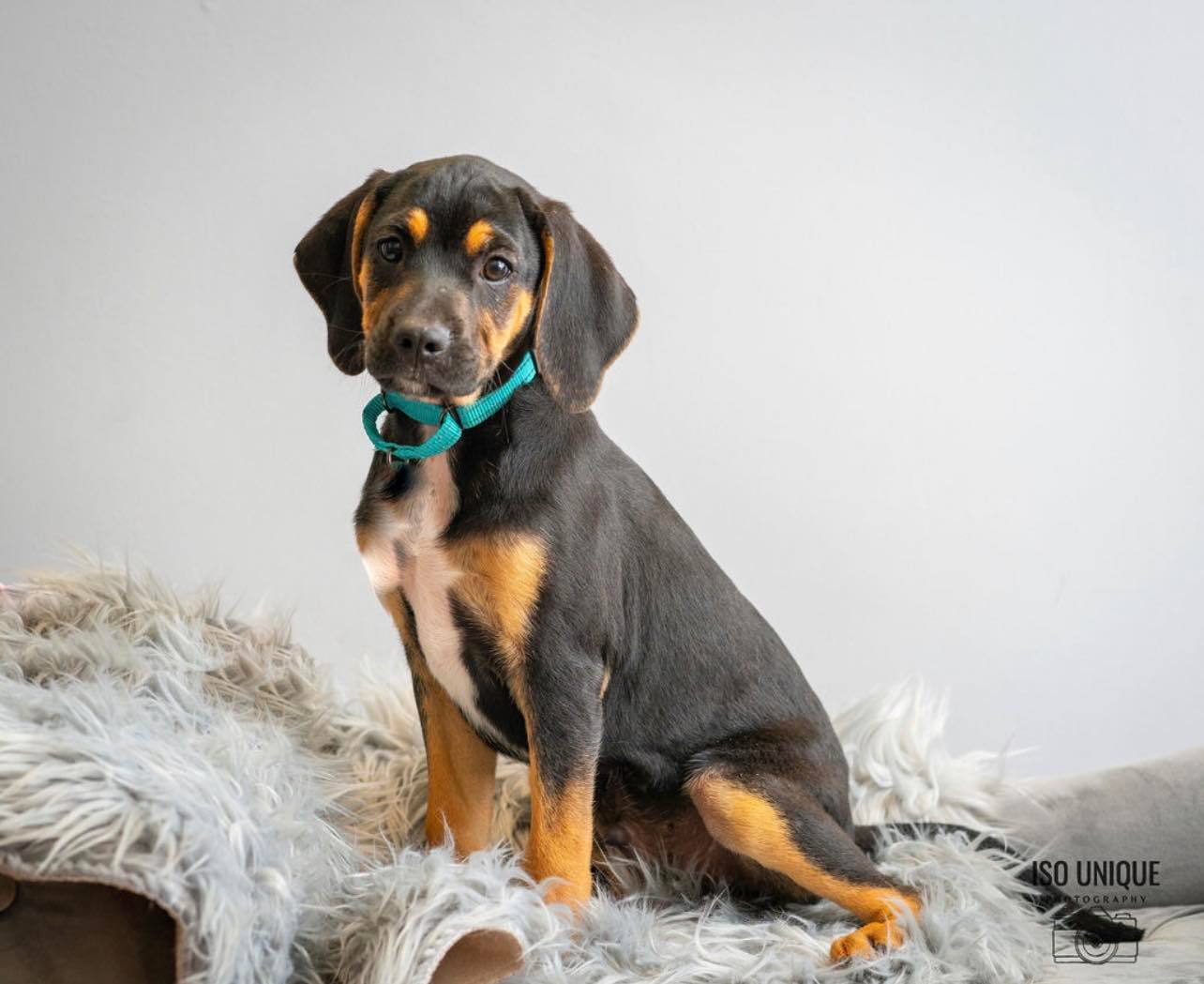 Adoptable Dogs | Misfit Mutts Dog Rescue