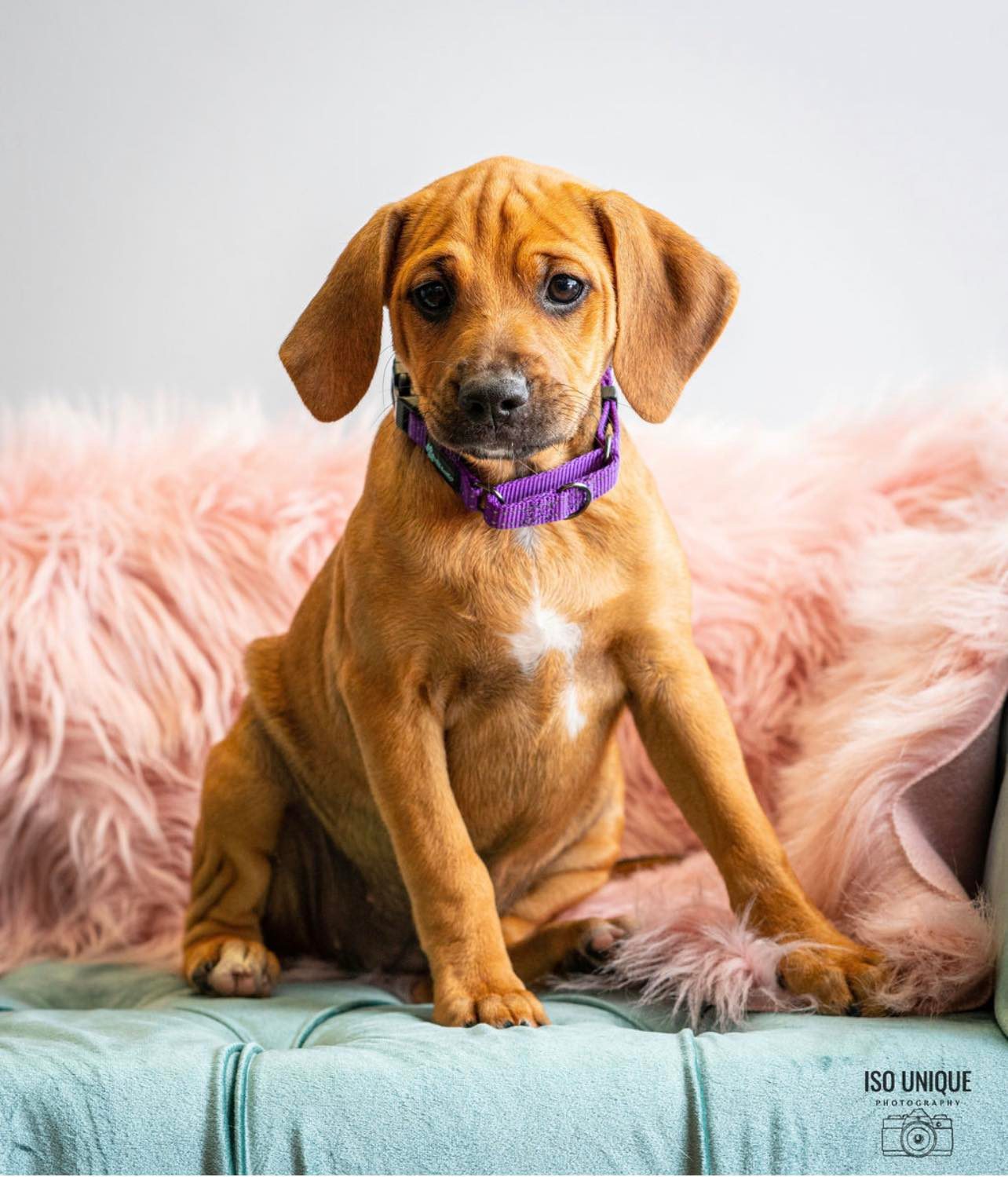 Adoptable Dogs | Misfit Mutts Dog Rescue