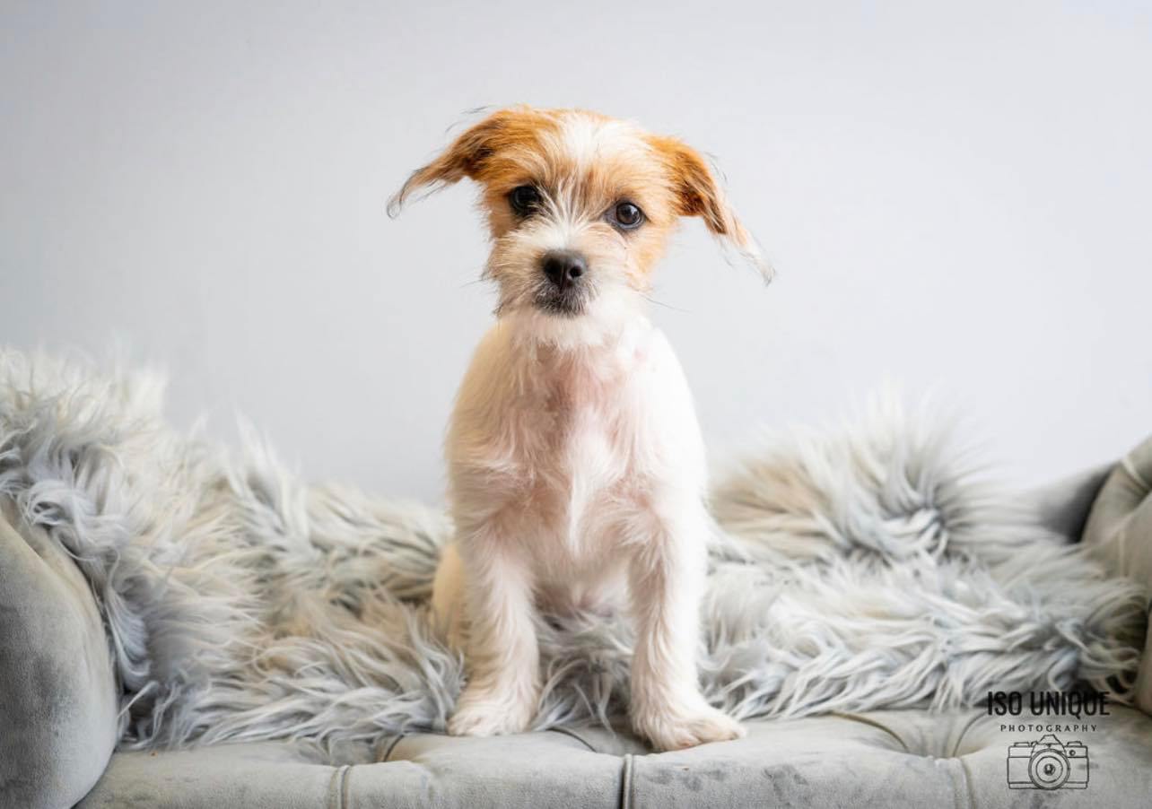 Adoptable Dogs | Misfit Mutts Dog Rescue