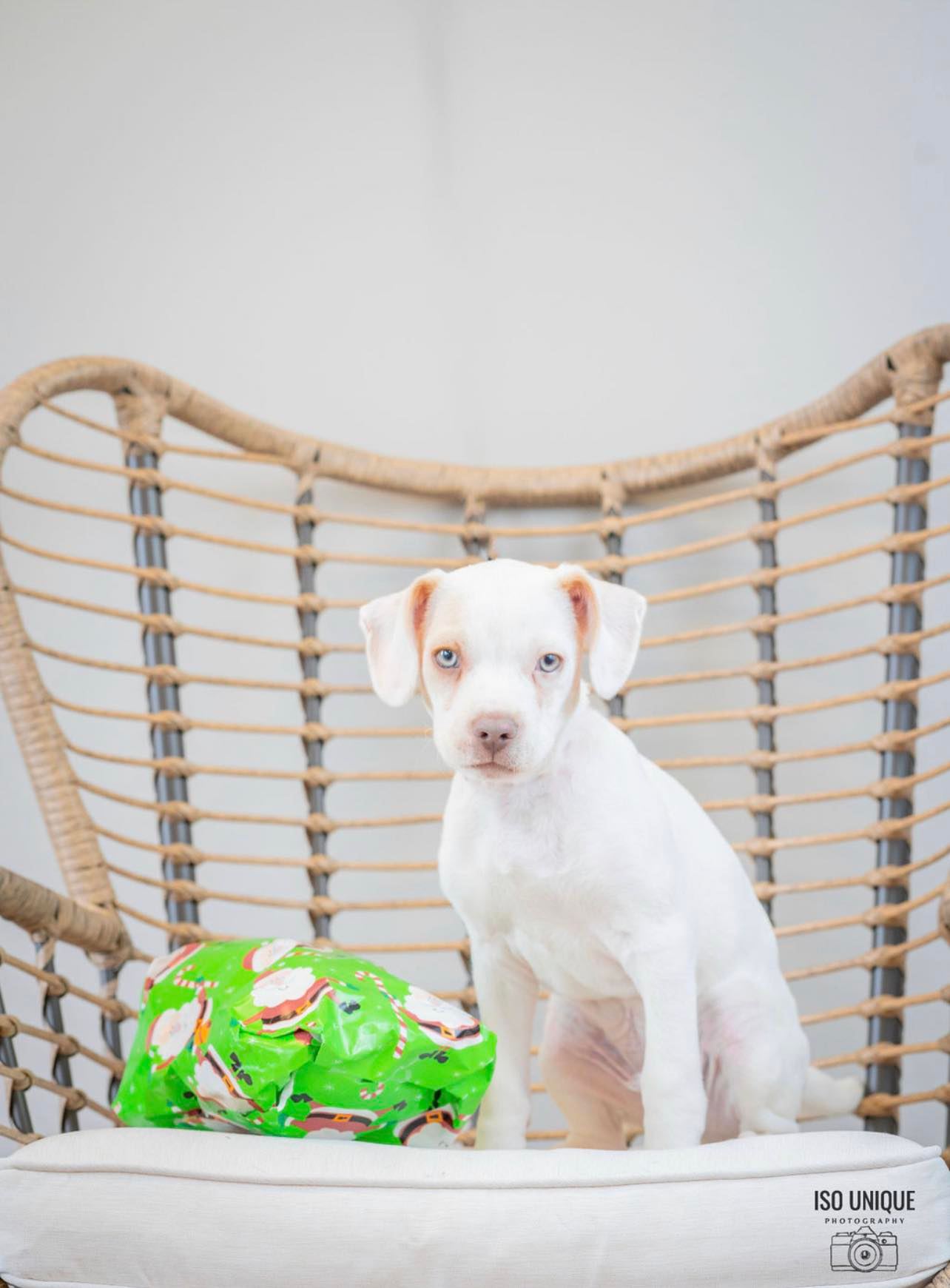 Adoptable Dogs | Misfit Mutts Dog Rescue