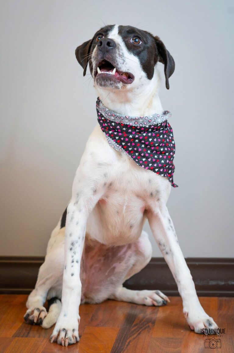 Adoptable Dogs | Misfit Mutts Dog Rescue