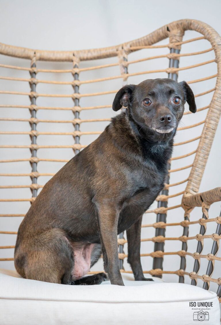 Adoptable Dogs | Misfit Mutts Dog Rescue