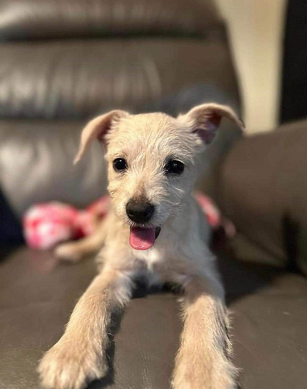 Adoptable Dogs | Misfit Mutts Dog Rescue