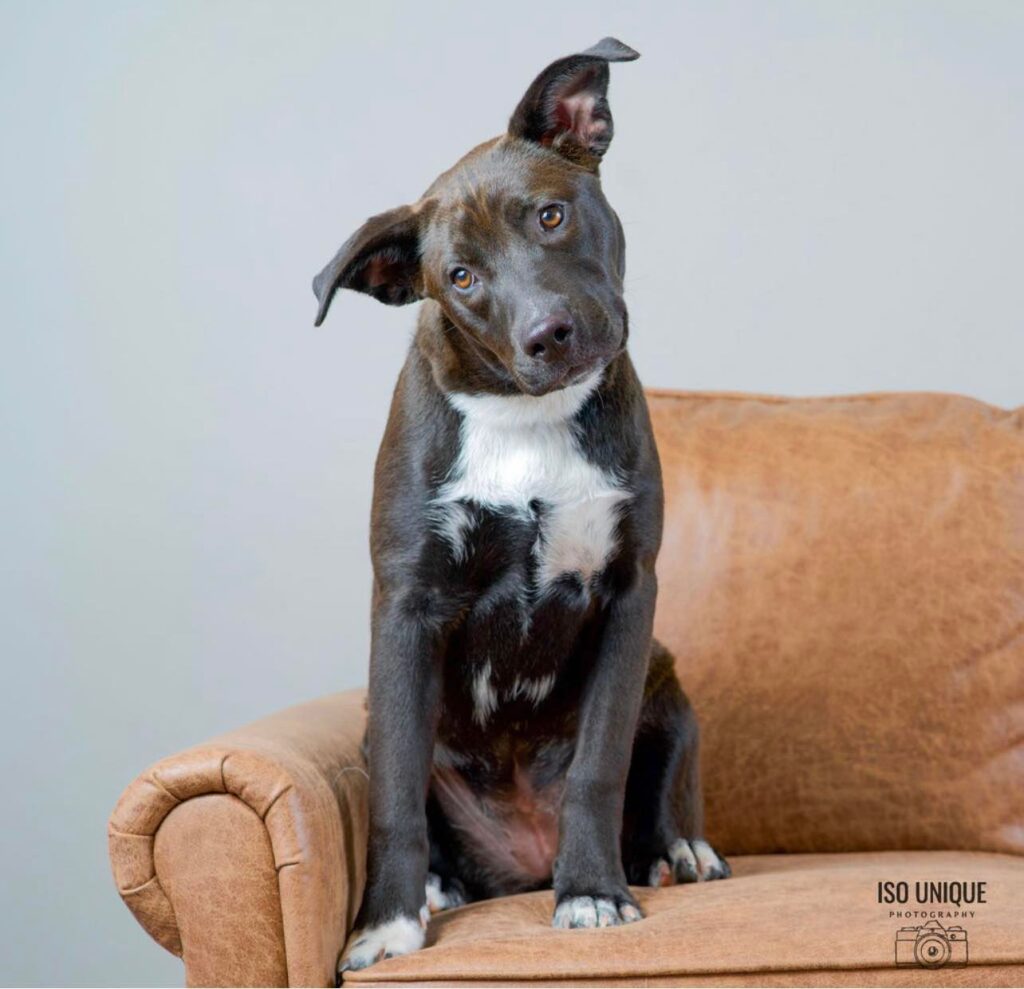 Adoptable Dogs | Misfit Mutts Dog Rescue