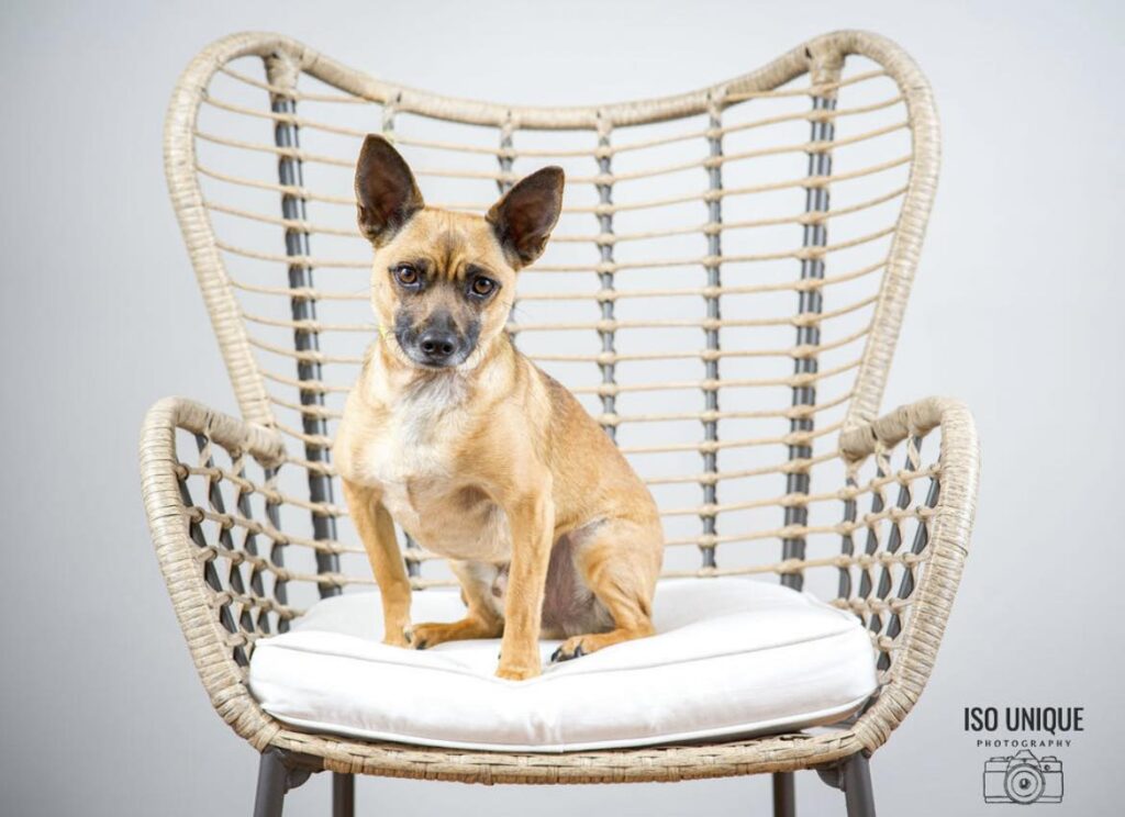 Adoptable Dogs | Misfit Mutts Dog Rescue