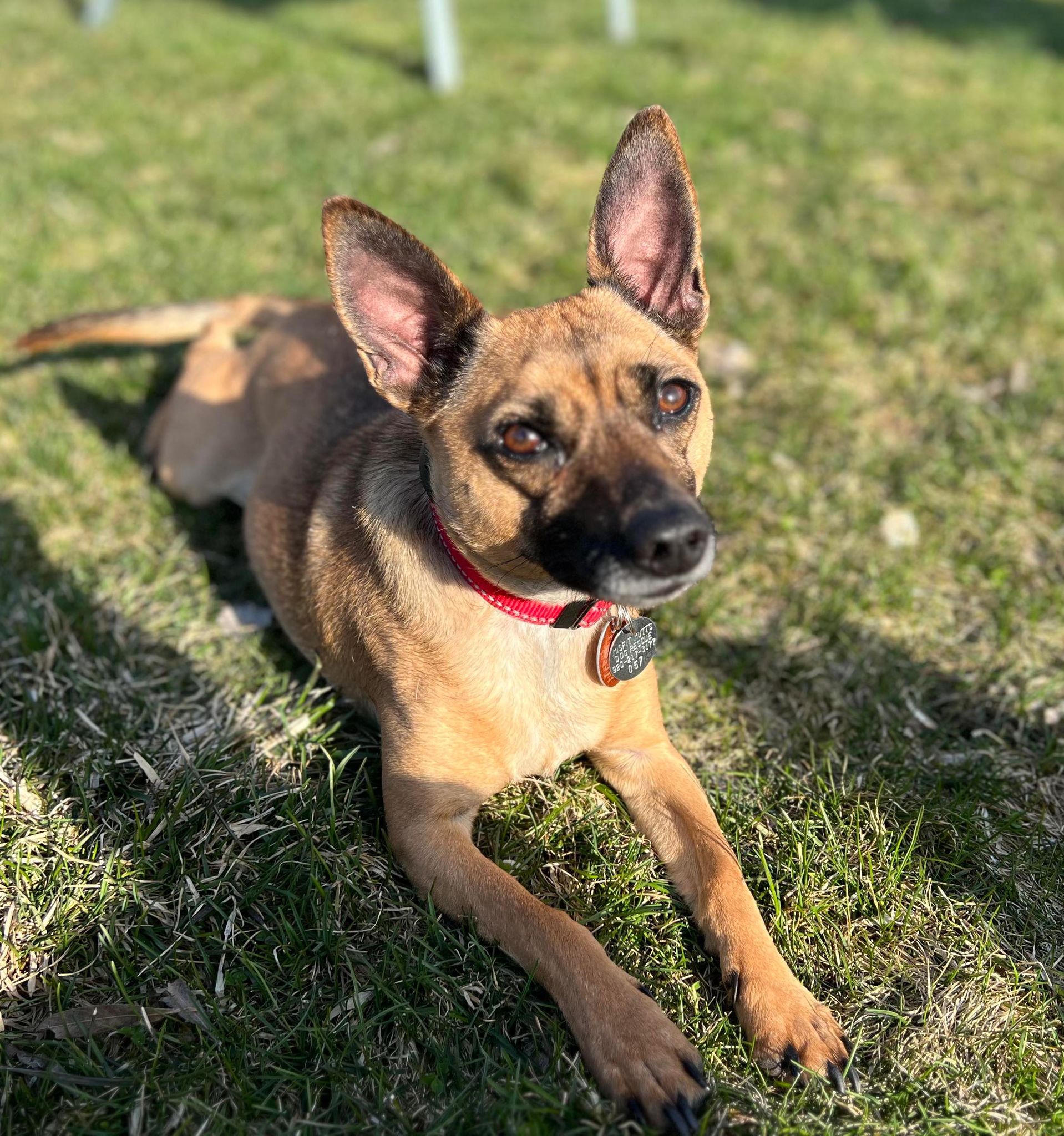 Adoptable Dogs | Misfit Mutts Dog Rescue