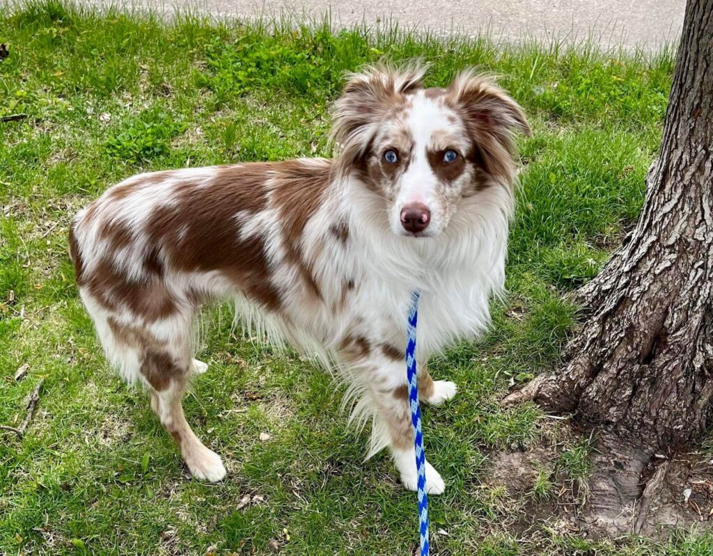 Adoptable Dogs | Misfit Mutts Dog Rescue