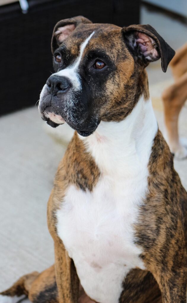 Adoptable Dogs | Misfit Mutts Dog Rescue