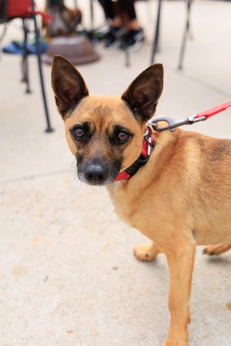 Adoptable Dogs | Misfit Mutts Dog Rescue