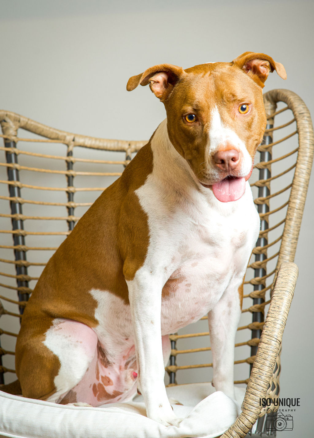 Adoptable Dogs | Misfit Mutts Dog Rescue