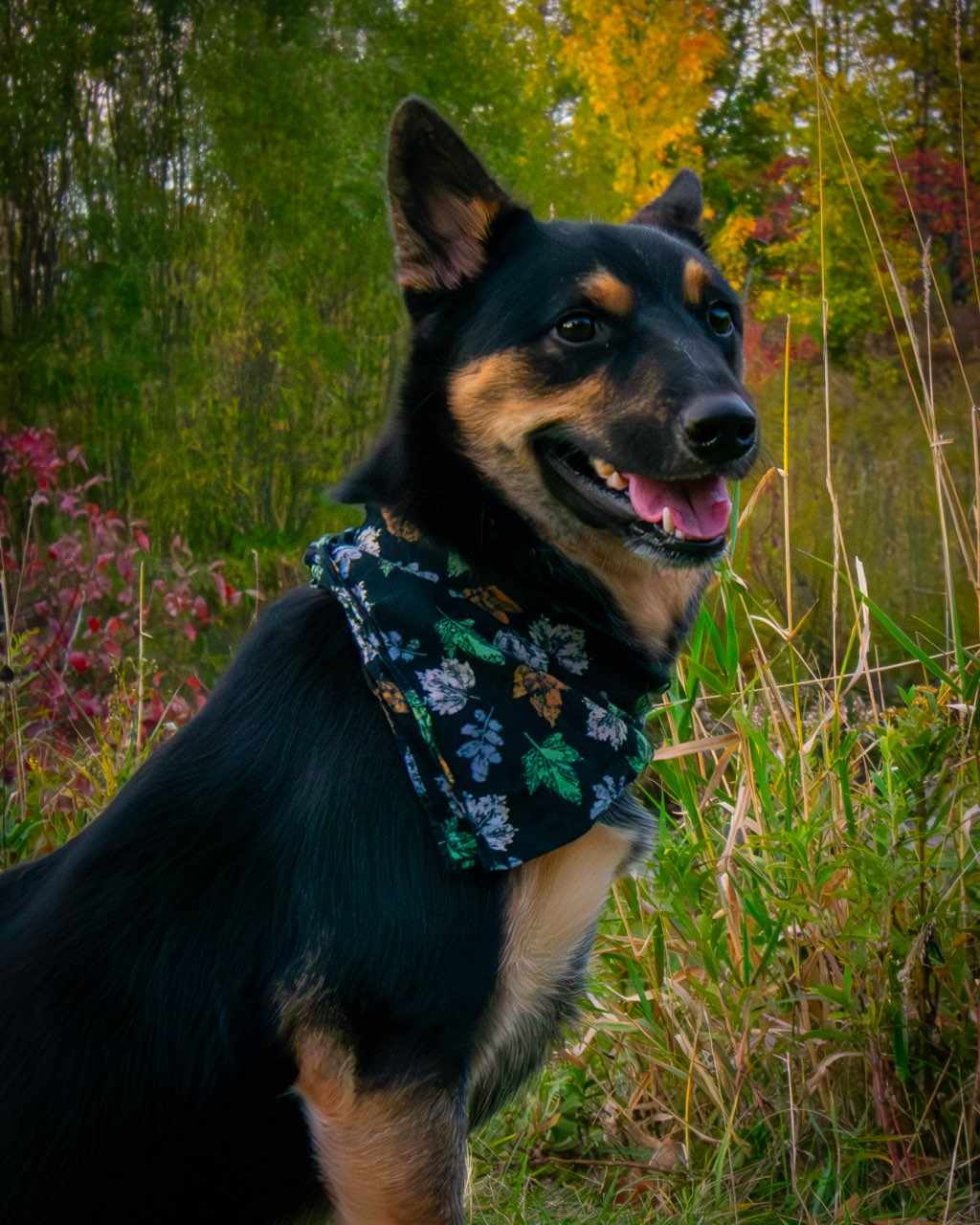Misfit Mutts Dog Rescue