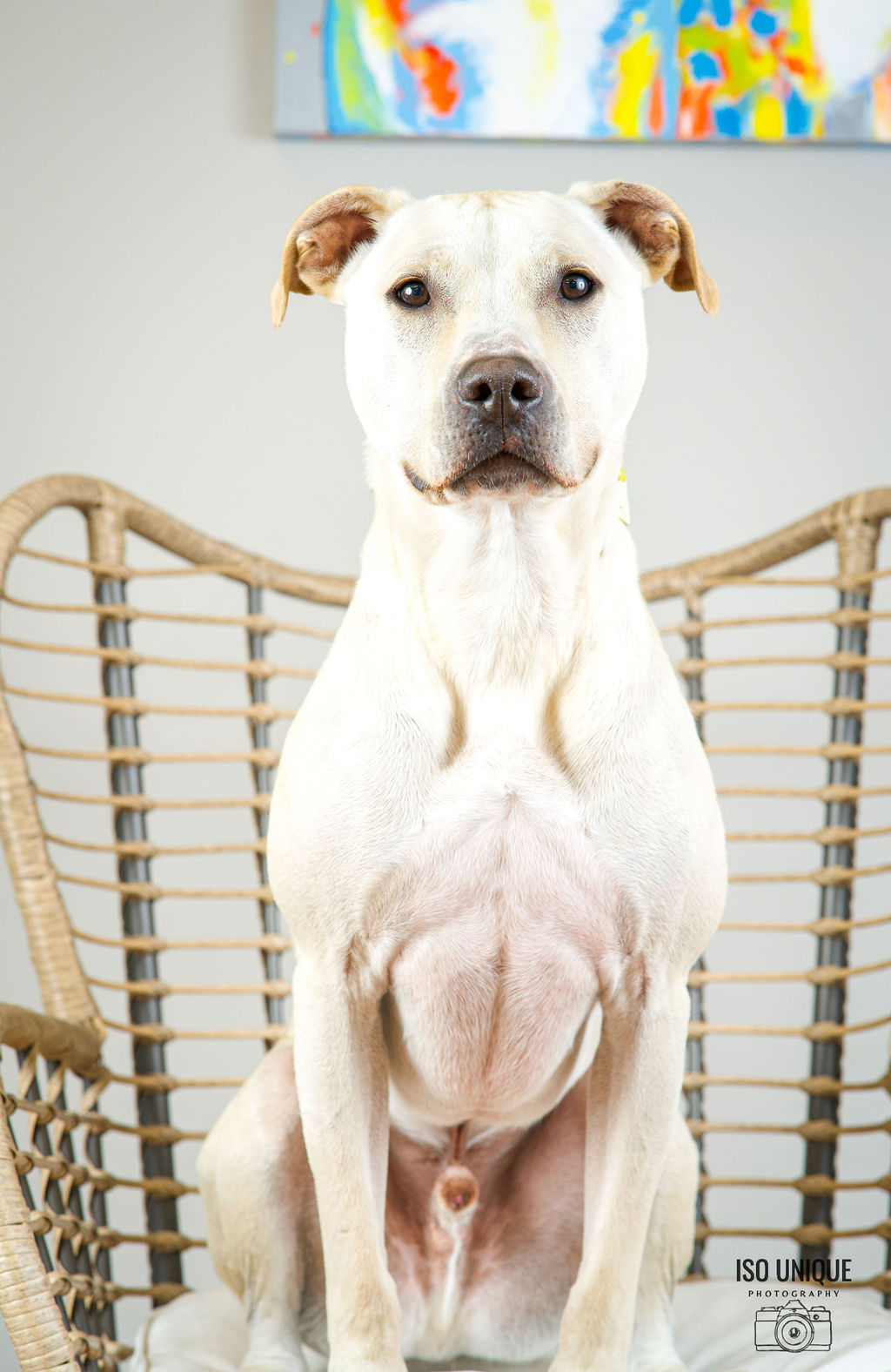 Adoptable Dogs | Misfit Mutts Dog Rescue