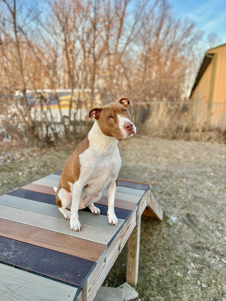 Adoptable Dogs | Misfit Mutts Dog Rescue