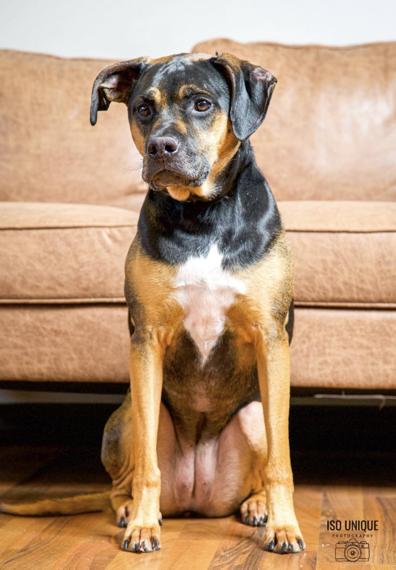 Adoptable Dogs | Misfit Mutts Dog Rescue