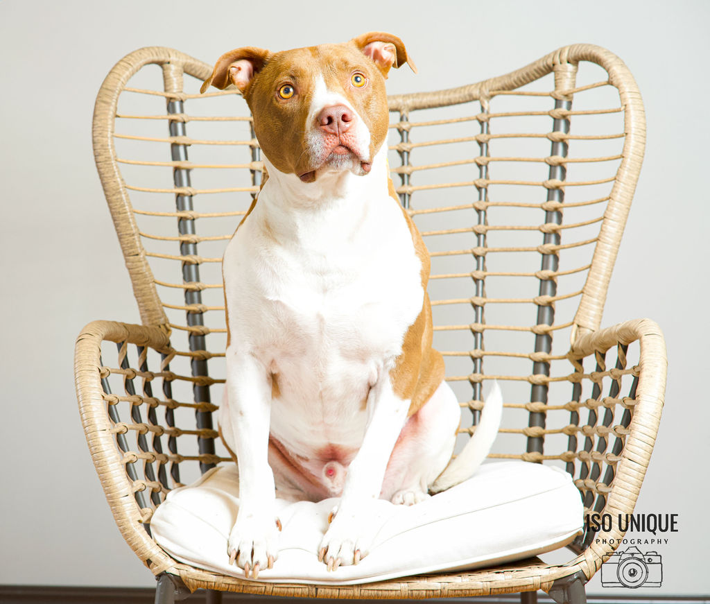 Misfit Mutts Dog Rescue