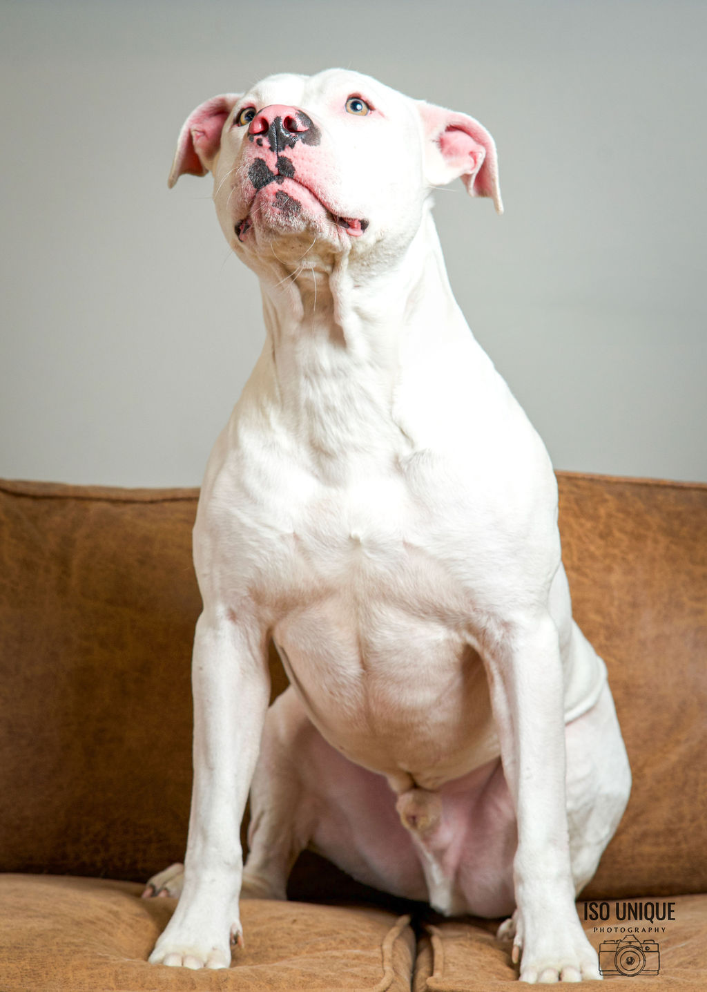 Adoptable Dogs | Misfit Mutts Dog Rescue