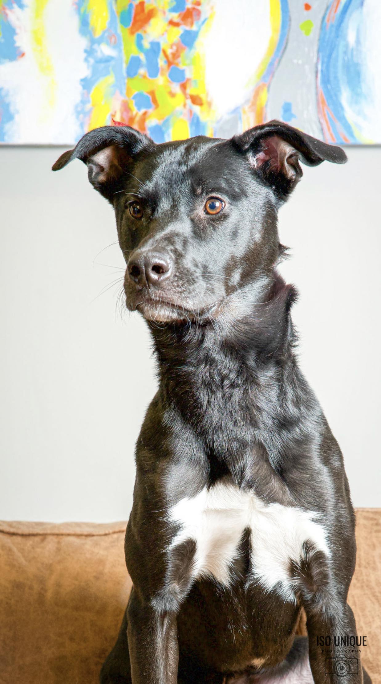 Adoptable Dogs | Misfit Mutts Dog Rescue