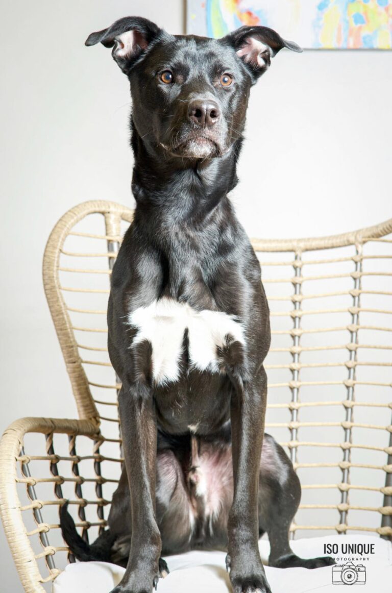 Adoptable Dogs | Misfit Mutts Dog Rescue