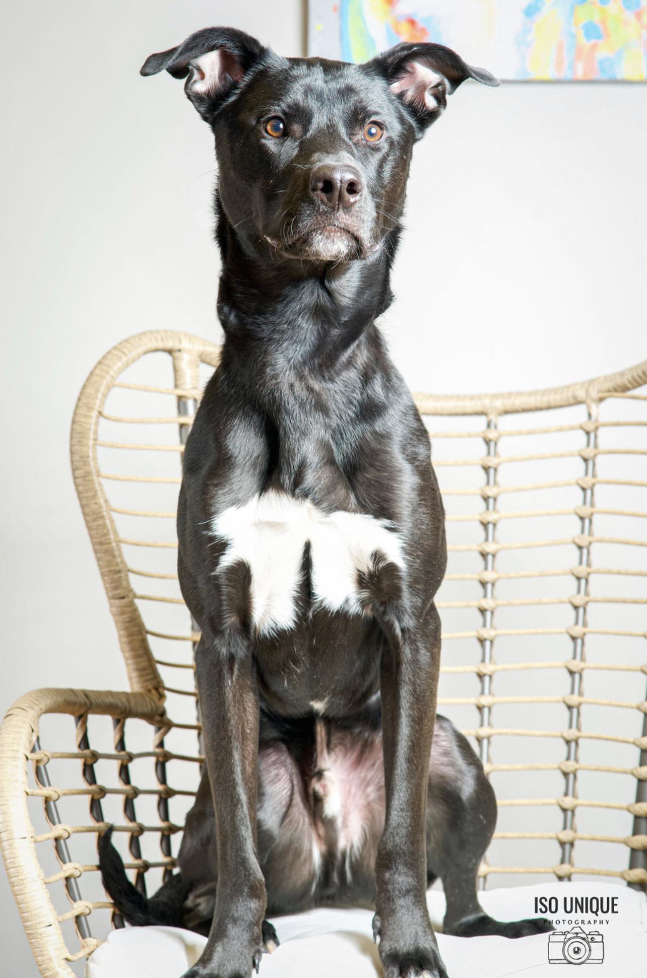 Adoptable Dogs | Misfit Mutts Dog Rescue