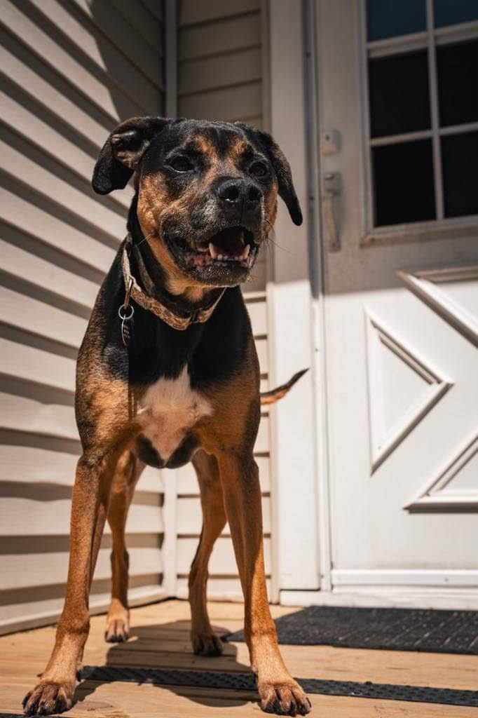 Adoptable Dogs | Misfit Mutts Dog Rescue