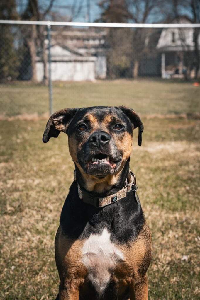 Adoptable Dogs | Misfit Mutts Dog Rescue