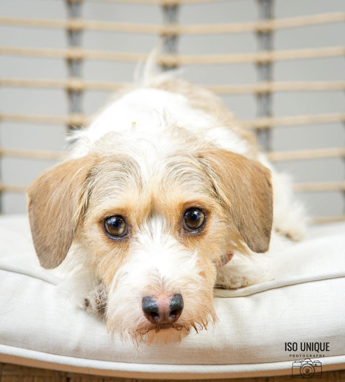 Adoptable Dogs | Misfit Mutts Dog Rescue