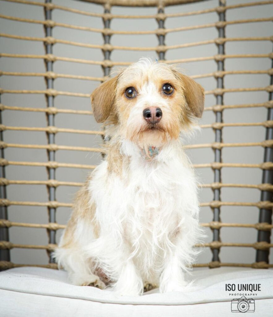 Adoptable Dogs | Misfit Mutts Dog Rescue