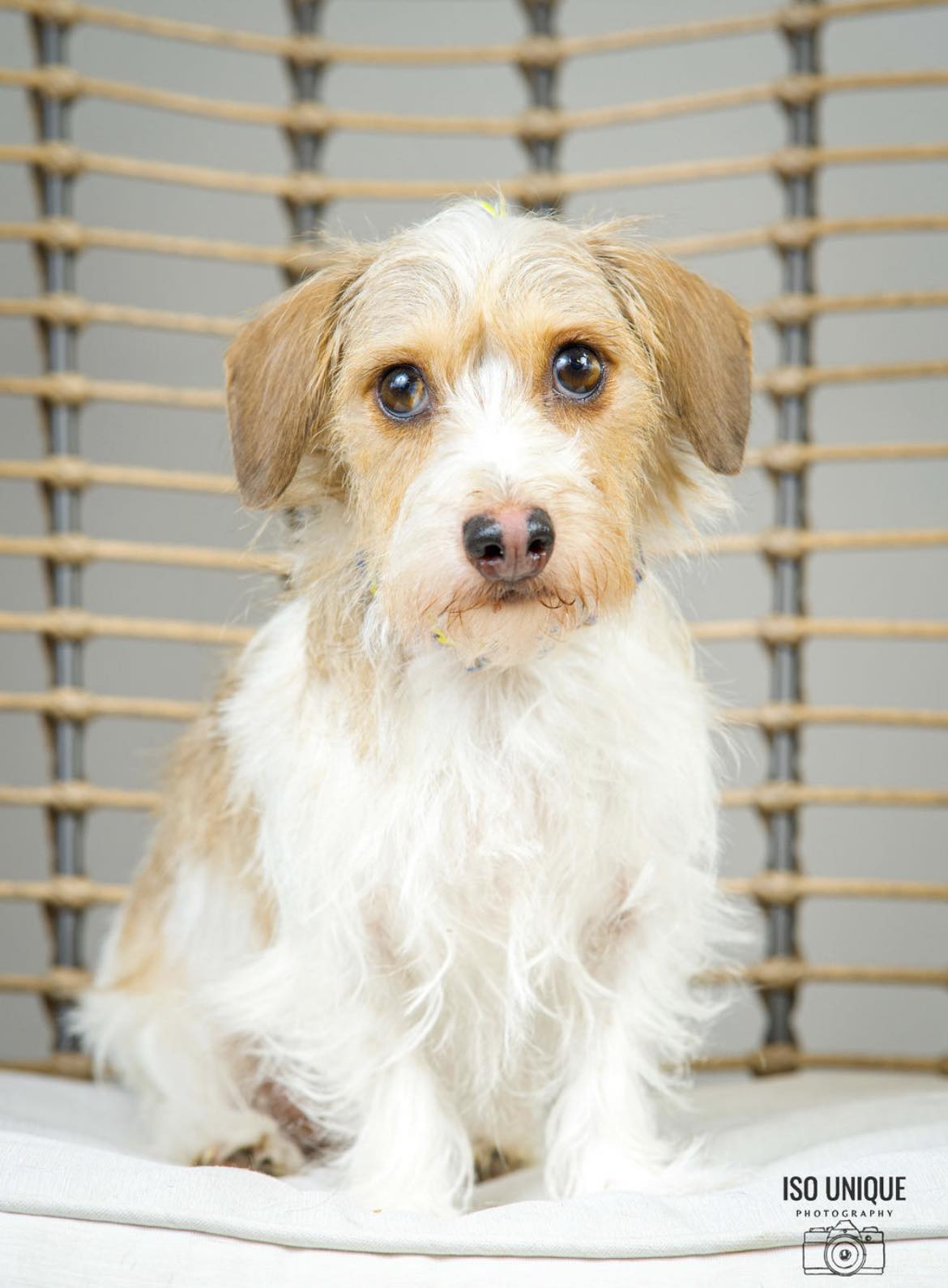 Adoptable Dogs | Misfit Mutts Dog Rescue