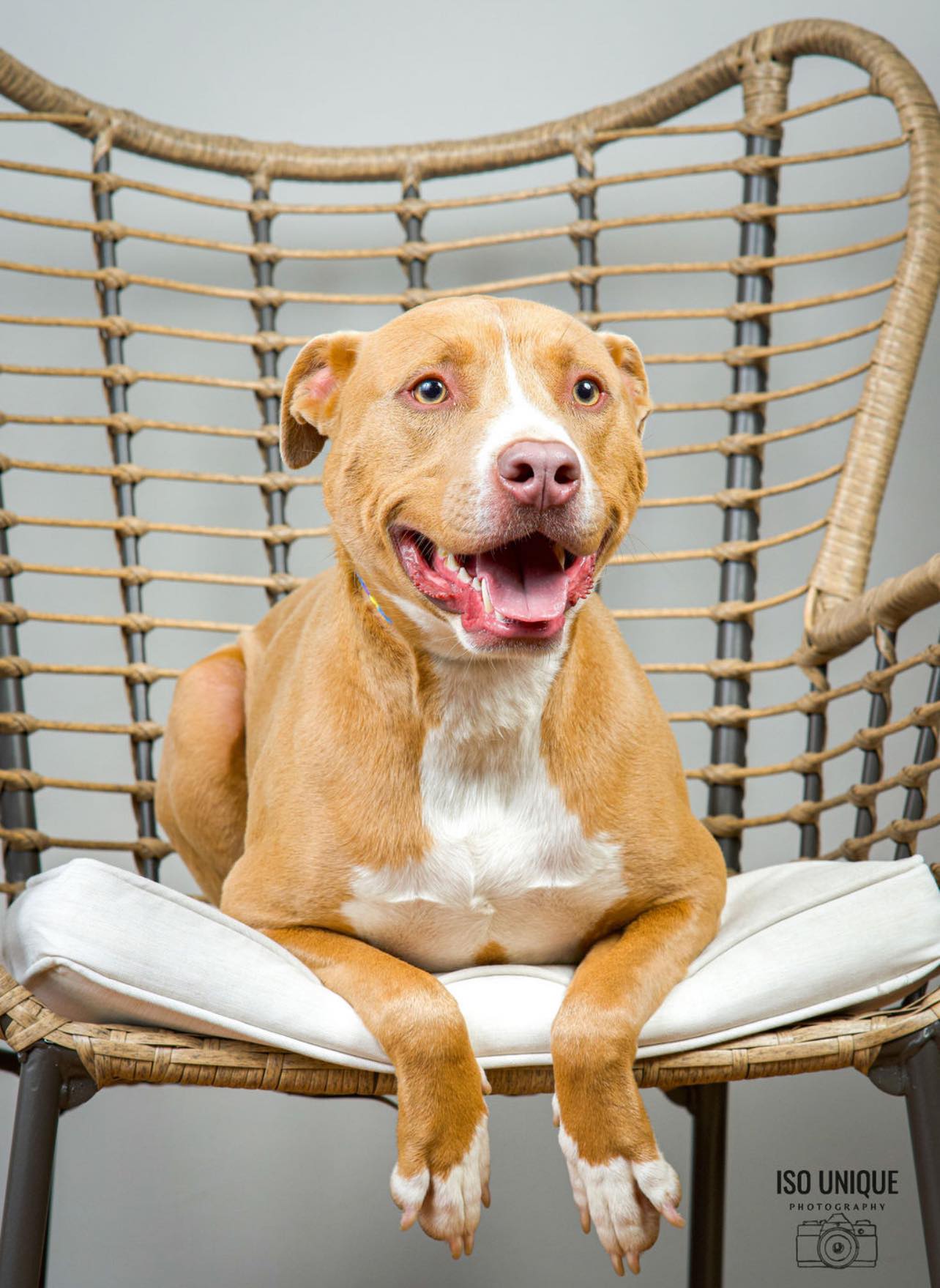 Adoptable Dogs | Misfit Mutts Dog Rescue