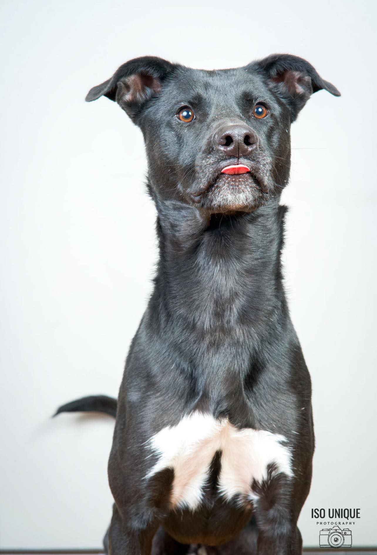 Adoptable Dogs | Misfit Mutts Dog Rescue