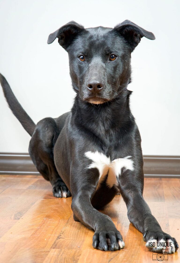 Misfit Mutts Dog Rescue