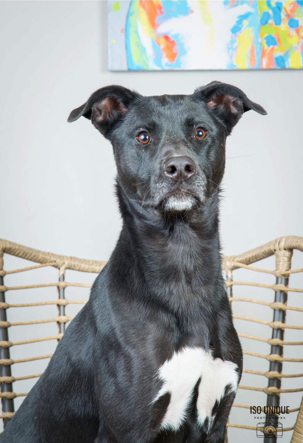 Adoptable Dogs | Misfit Mutts Dog Rescue