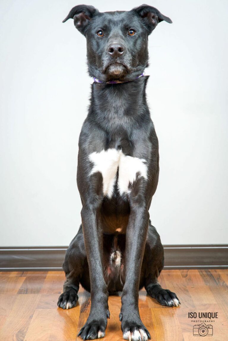 Adoptable Dogs | Misfit Mutts Dog Rescue