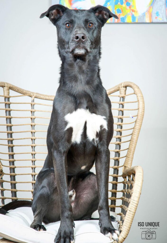 Adoptable Dogs | Misfit Mutts Dog Rescue