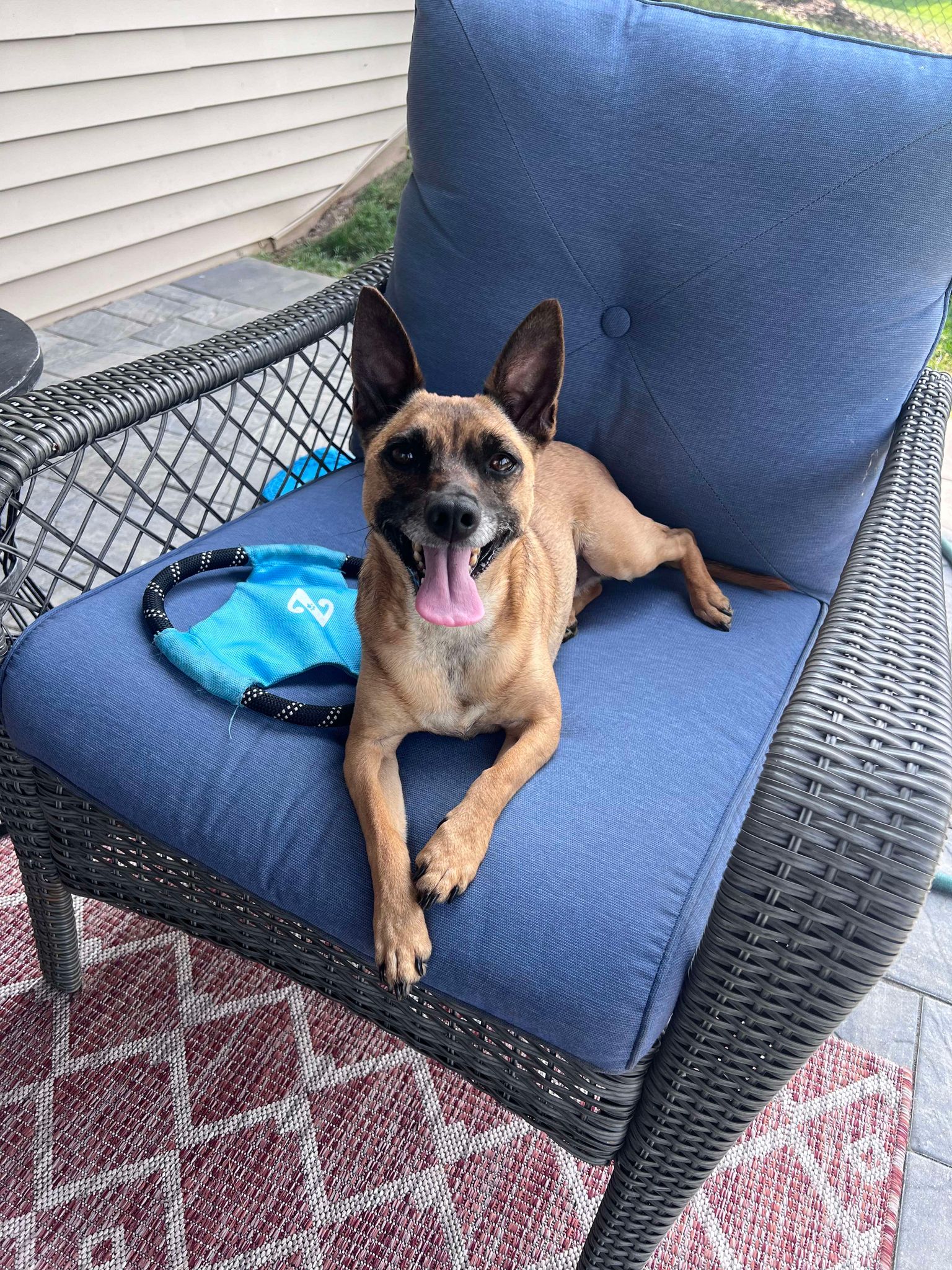 Adoptable Dogs | Misfit Mutts Dog Rescue