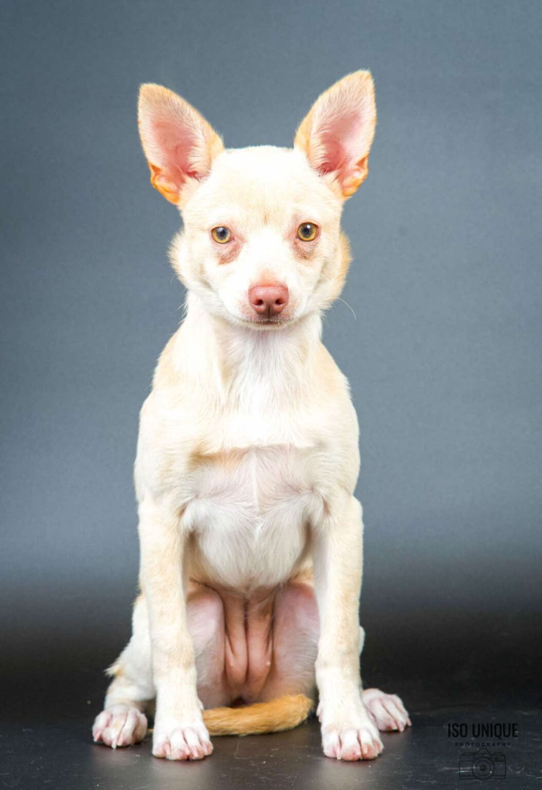 Misfit Mutts Dog Rescue