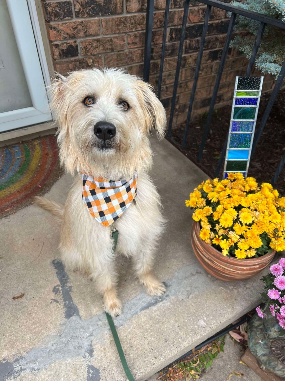 Misfit Mutts Dog Rescue