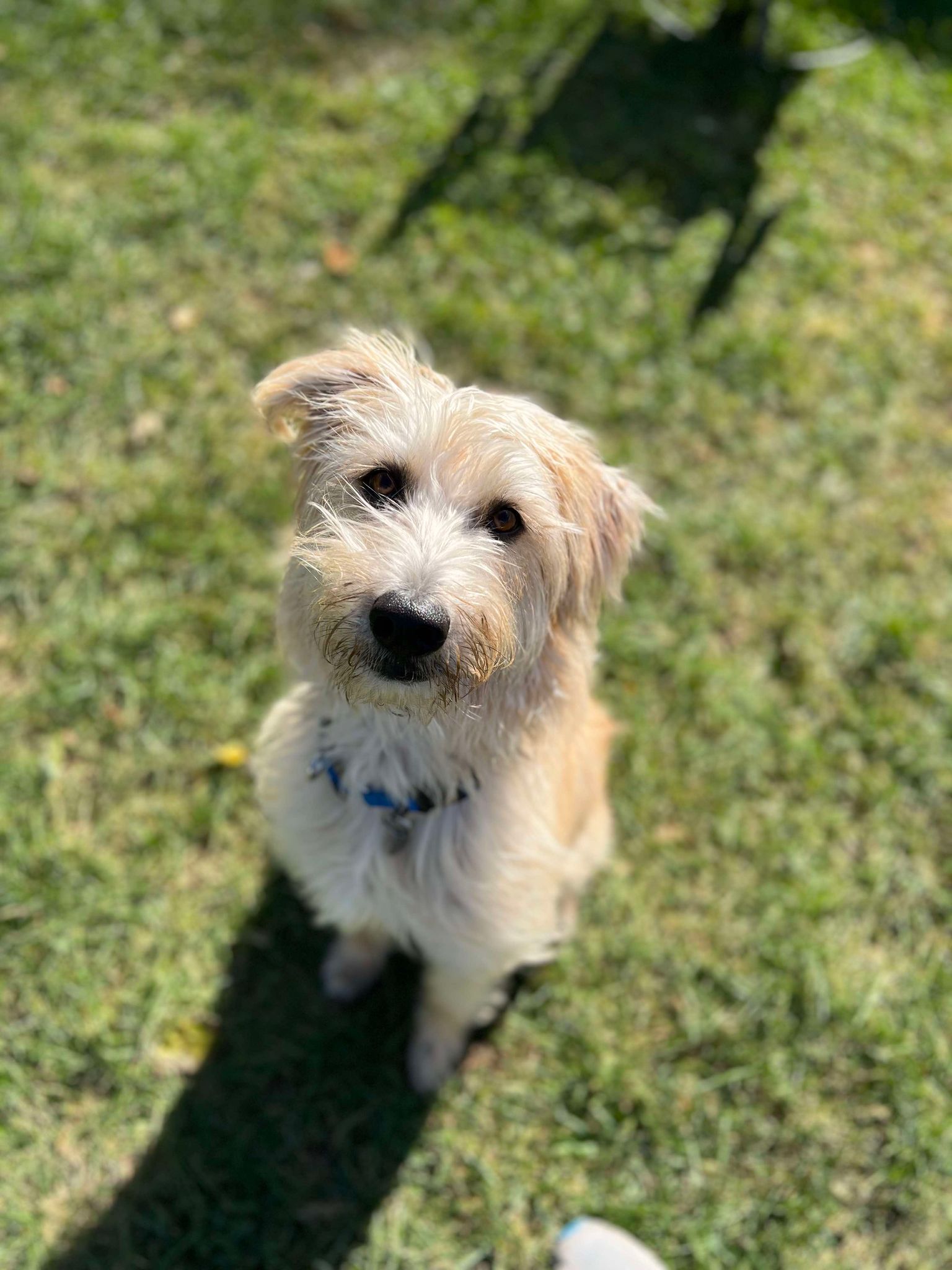 Adoptable Dogs | Misfit Mutts Dog Rescue