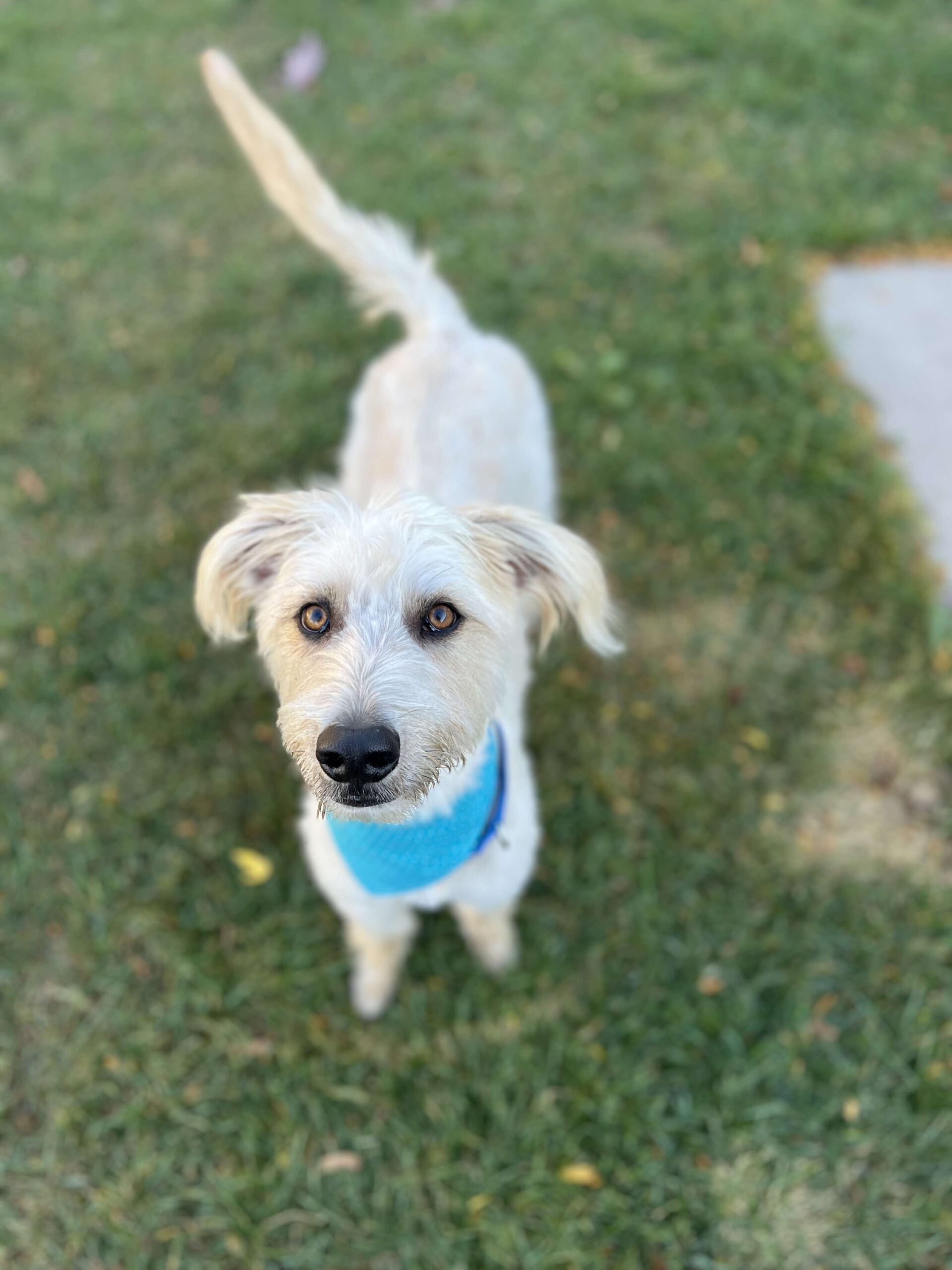 Adoptable Dogs | Misfit Mutts Dog Rescue
